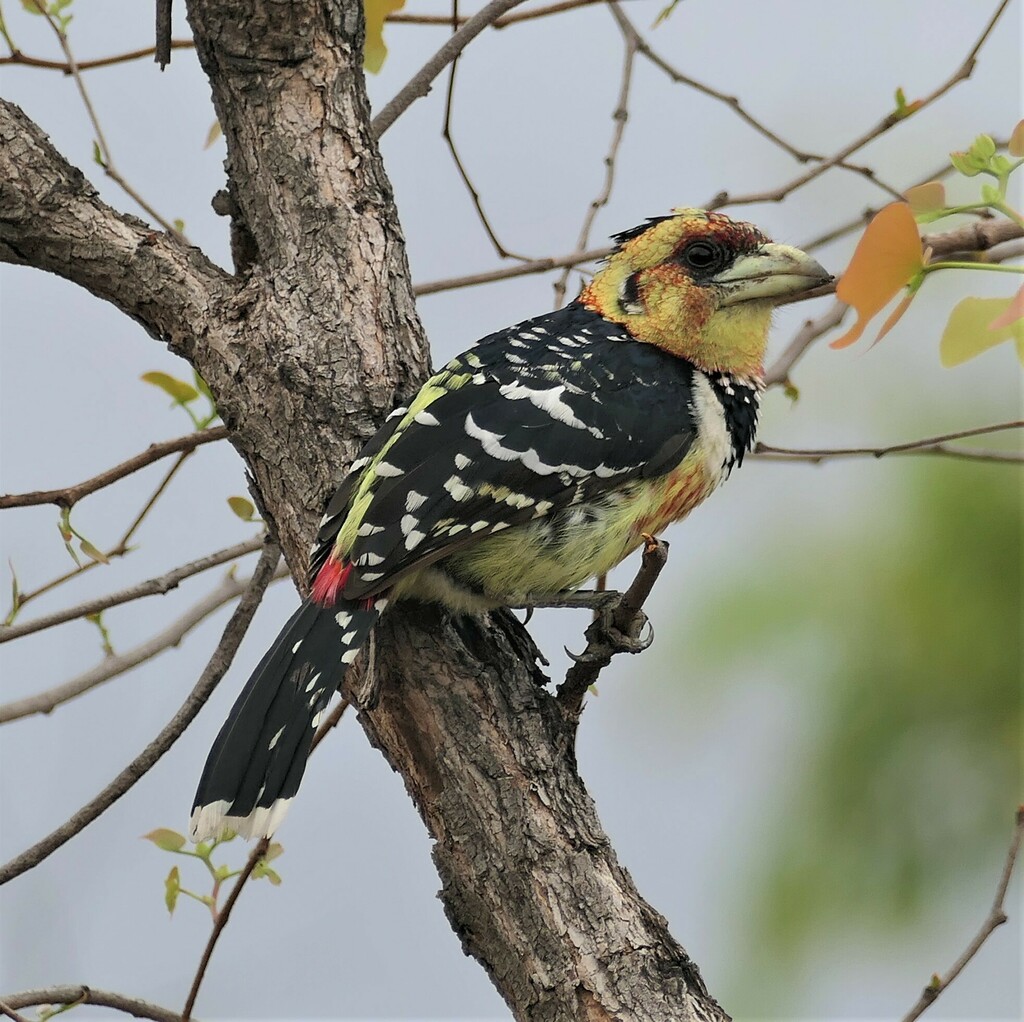 Crested Barbet from CBC, Gona re Zhou NP, Chiredzi, Zimbabwe on ...