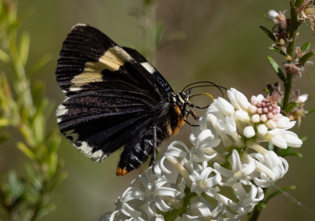 Yellow-banded Day-moth from Wonboyn NSW 2551, Australia on November 08 ...