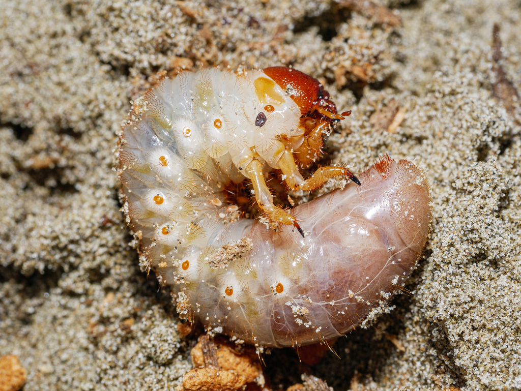 Large Sand Scarab from Christchurch including Banks Peninsula ...