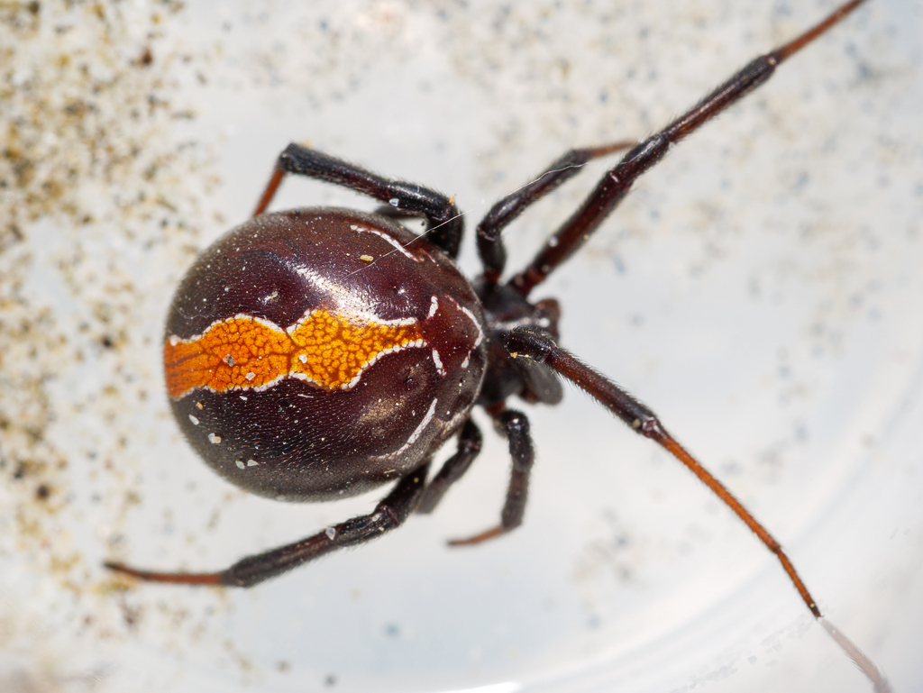 Katipō from Christchurch including Banks Peninsula, Canterbury, New ...