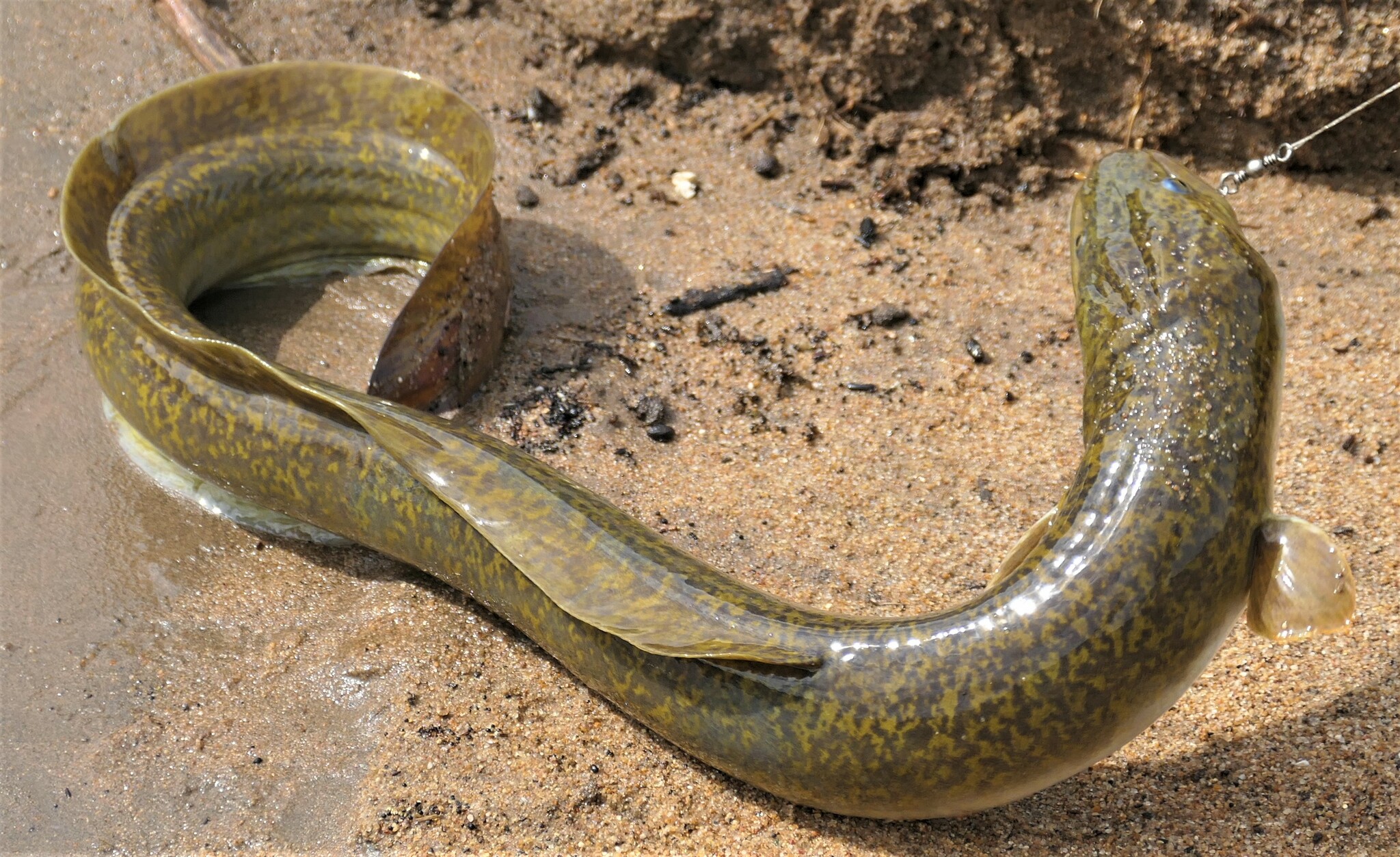 Anguilla bengalensis (Gray, 1831)
