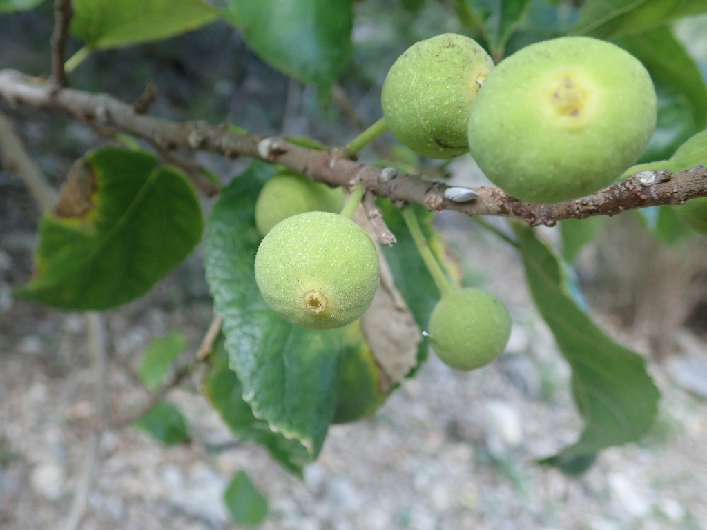 Ficus pachyclada from Betioky-Atsimo, Madagascar on December 4, 2019 at ...