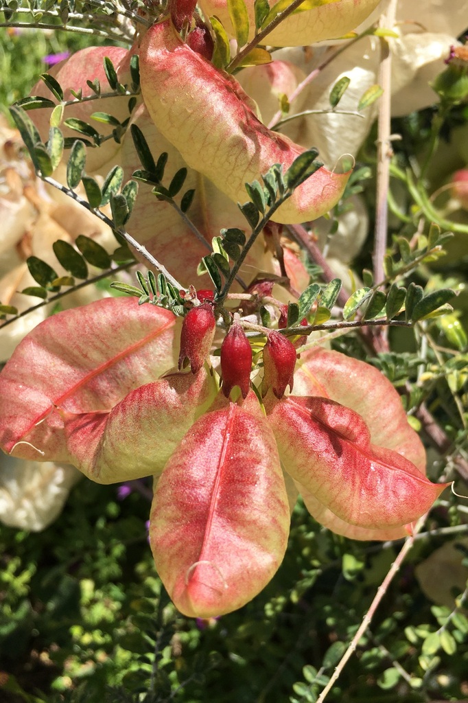 cancer bush from Overberg, Western Cape, South Africa on October 31 ...