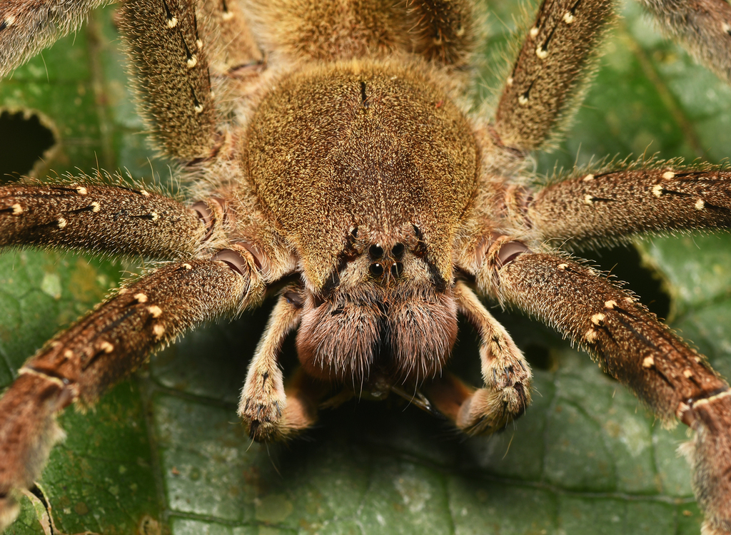 Brazilian Wandering Spider from Tambopata, Peru on September 17, 2022 ...