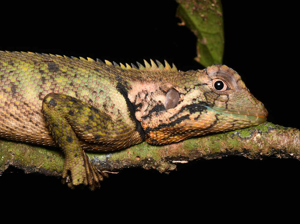 Blue-Lipped Tree Lizard from Tambopata, Peru on September 17, 2022 at ...