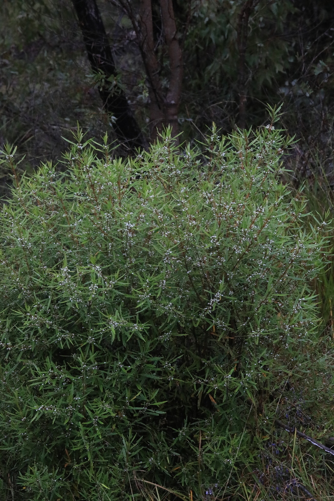 Logania albiflora from Boorook NSW 2372, Australia on October 21, 2022 ...