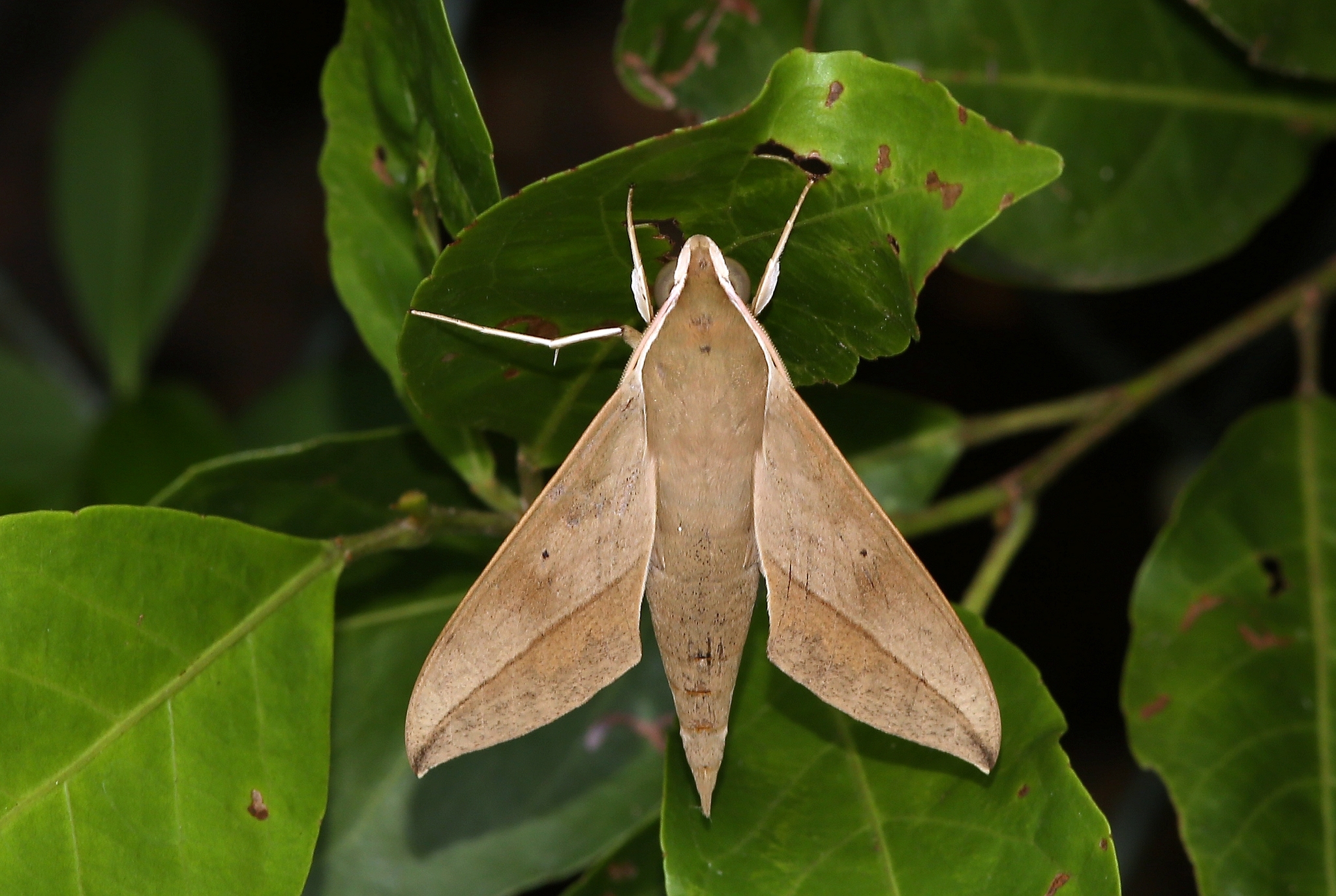 Theretra clotho Drury, 1773