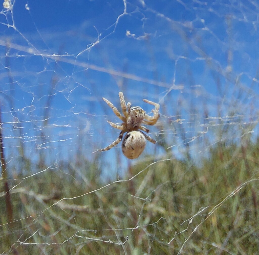 African Social Spider from Namakwa, Northern Cape, South Africa on ...