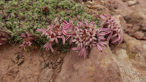 Subspecies Pterocephalus depressus depressus · iNaturalist