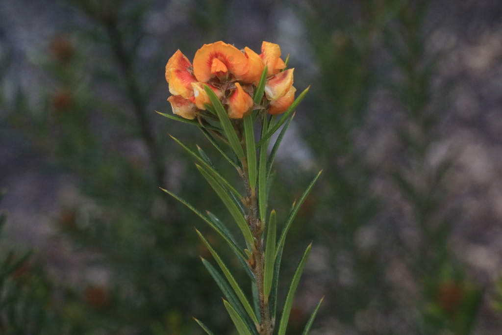 Mirbelia confertiflora from Boorook NSW 2372, Australia on October 21 ...