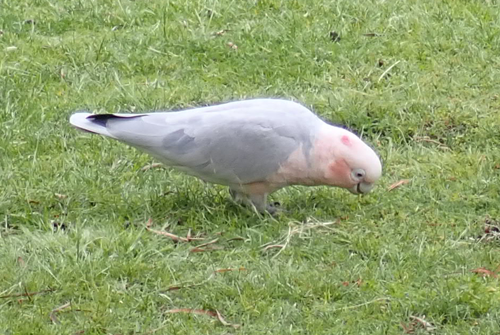 Little Corella × Galah from Denmark WA 6333, Australia on November 8 ...