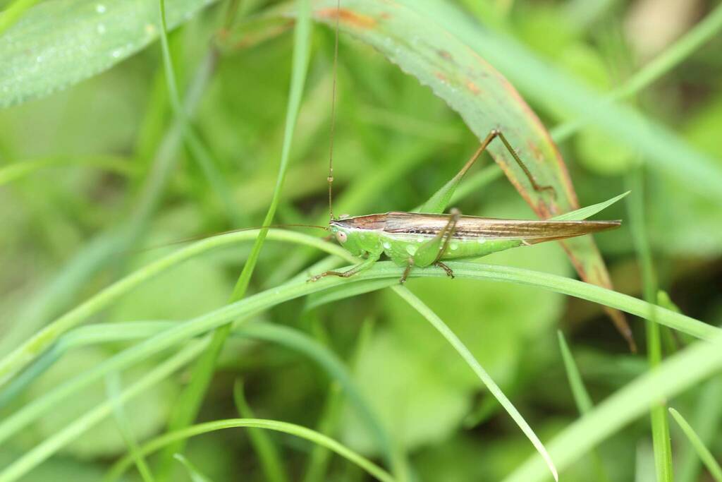 Spotted Meadow Katydid from 万松寺谷戸 on October 22, 2022 at 10:12 AM by ...