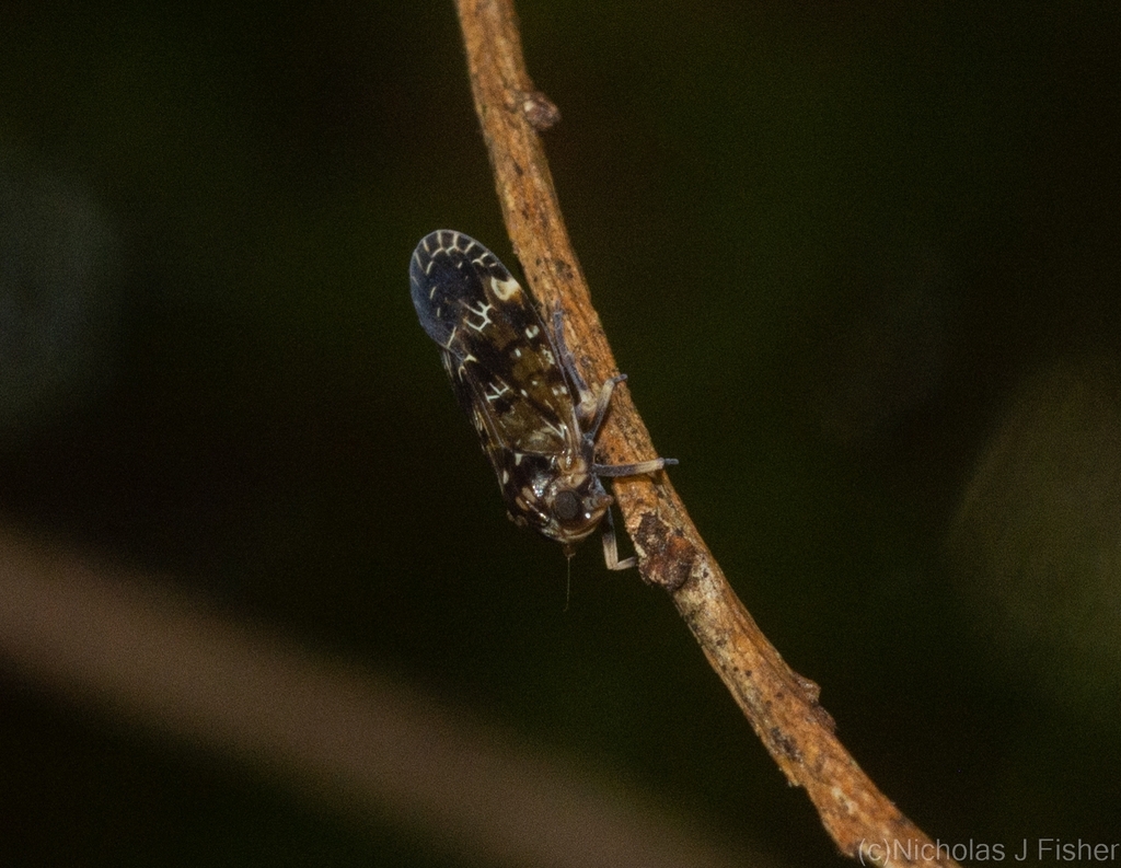 Planthoppers from Lismore NSW 2480, Australia on September 28, 2022 at ...
