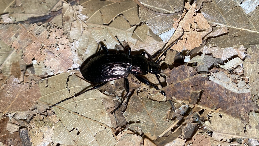 Carabus sternbergi from 강당리, 아산시, 충청남도, KR on November 8, 2022 at 07:05 ...