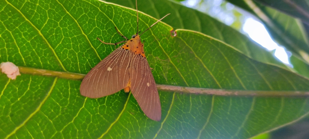 Tropical Tiger Moth from Ramnagar, Uliyan, Jamshedpur, Jharkhand, India ...