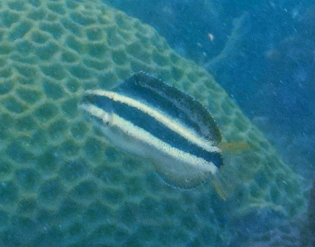 Petroscirtes breviceps (Valenciennes, 1836)