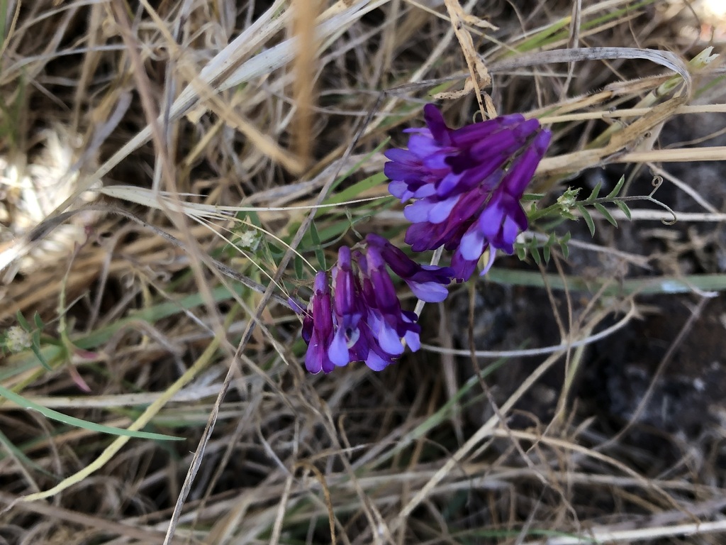 Woolly Pod Vetch from Meadowridge Common on October 31, 2022 at 01:25 ...