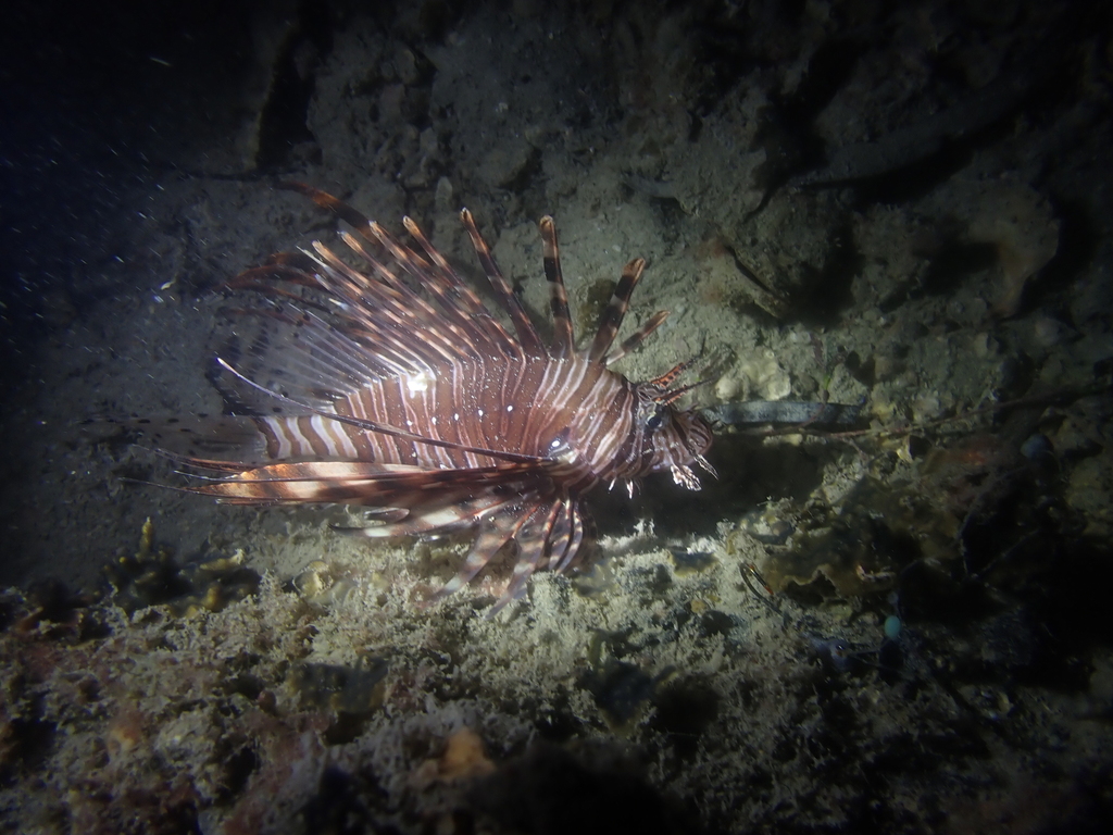 Common Lionfish from Cockburn, WA, Australia on November 05, 2022 at 08 ...