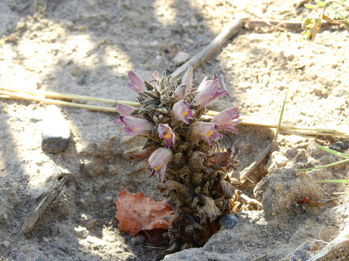 Aphyllon chilense · NaturaLista Colombia