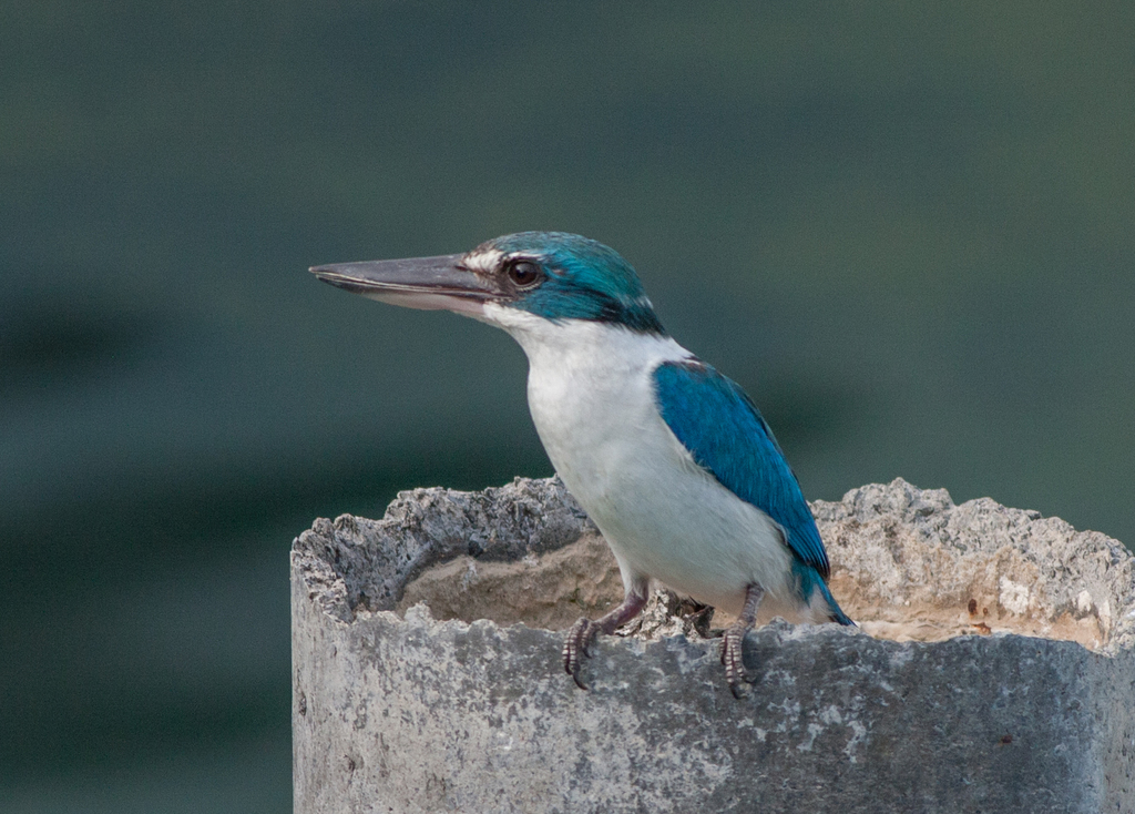 Collared Kingfisher from Koh Chang Tai, Ko Chang District, Trat ...