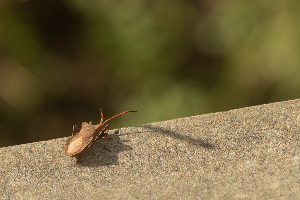 Dock Bug from 5706 AX Helmond, Netherlands on November 04, 2022 at 11: ...