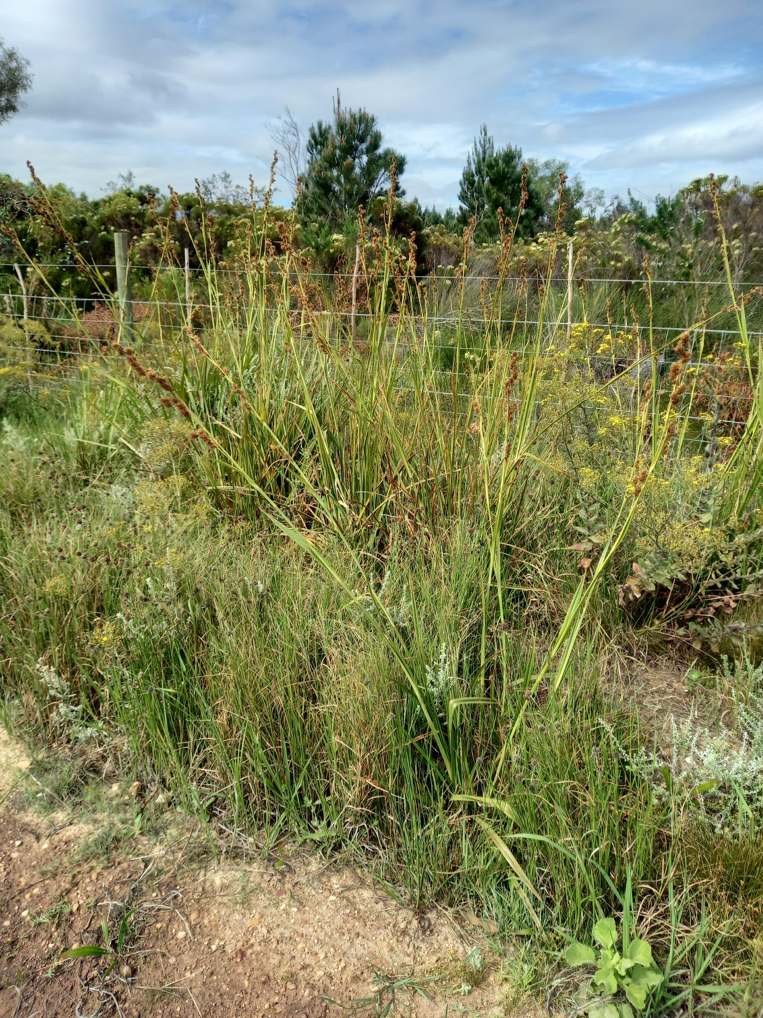 Carpha glomerata Nees