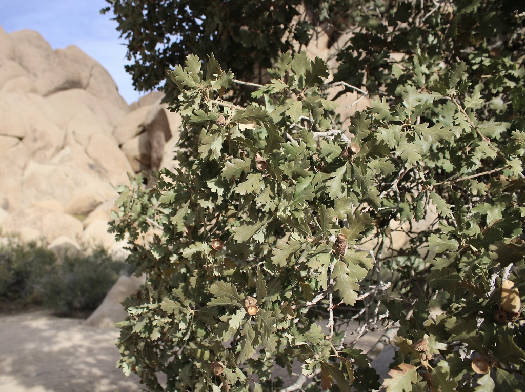 Munz's Oak from Joshua Tree National Park, Riverside, California ...