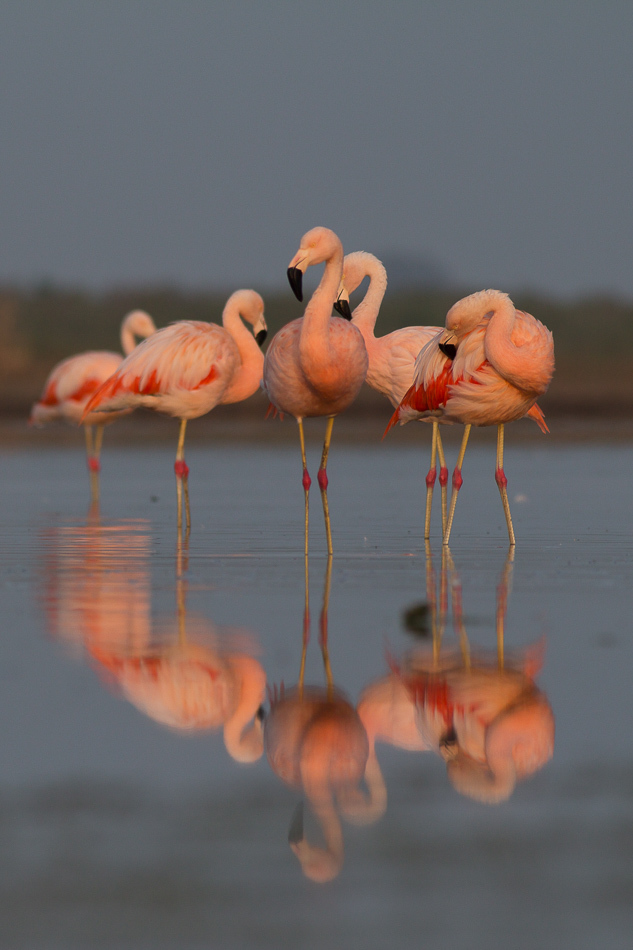 Large Flamingos (Phoenicopterus) - Avian Discovery