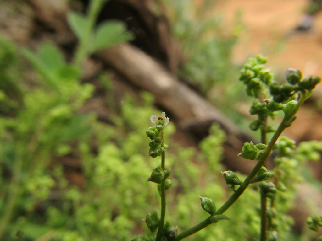Calandrinia monandra from Concepcion, Bío Bío, Chile on November 8 ...