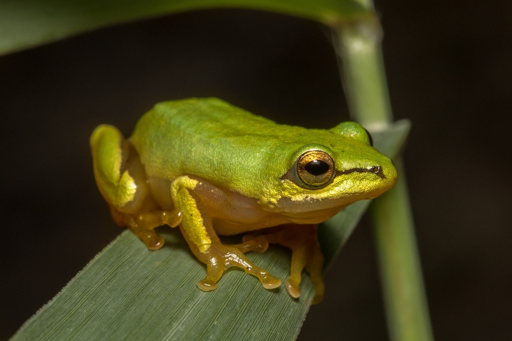 Pickersgill's Reed Frog in October 2022 by Dylan Leonard · iNaturalist