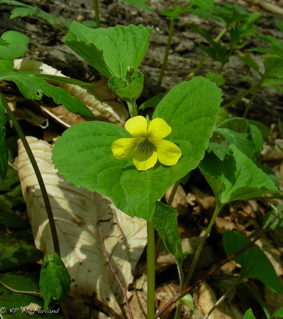downy yellow violet from Manchester, Vermont, United States on May 1 ...