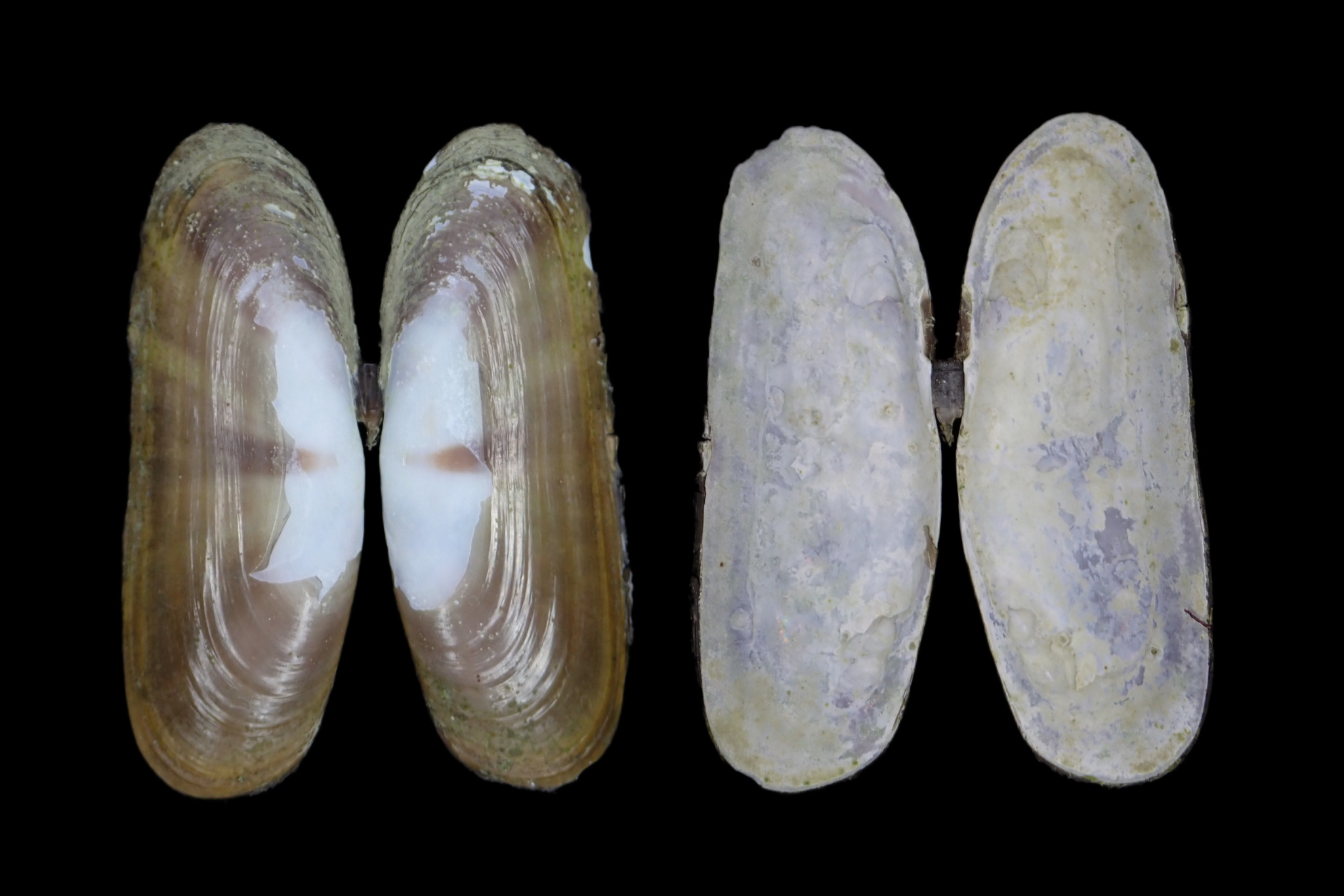 Tagelus divisus (Spengler, 1794)