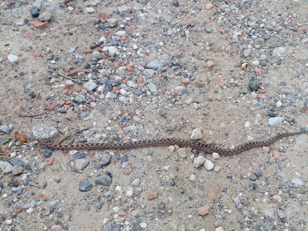 Southern Smooth Snake from Via Gello, San Miniato, Tuscany, IT on ...