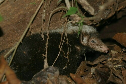 Sumatran and Javan Stink-badger (Subspecies Mydaus javanensis ...