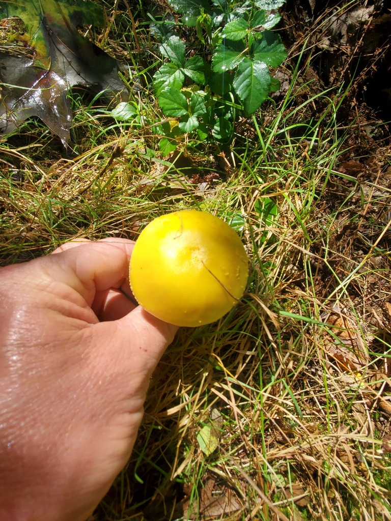 Yellow American Blusher from Providence, Rhode Island, United States on ...