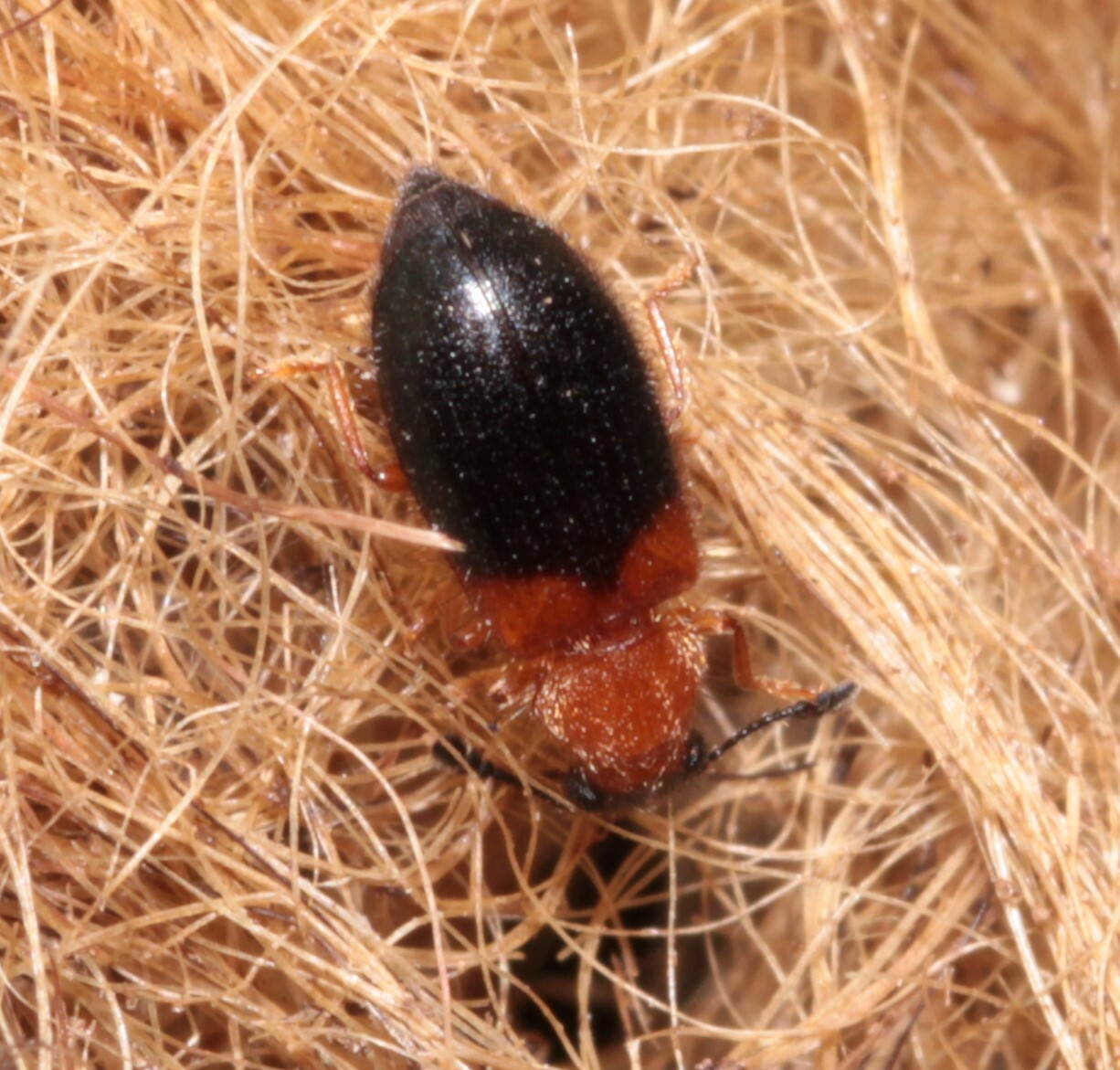 Necrobia ruficollis (Fabricius, 1775)