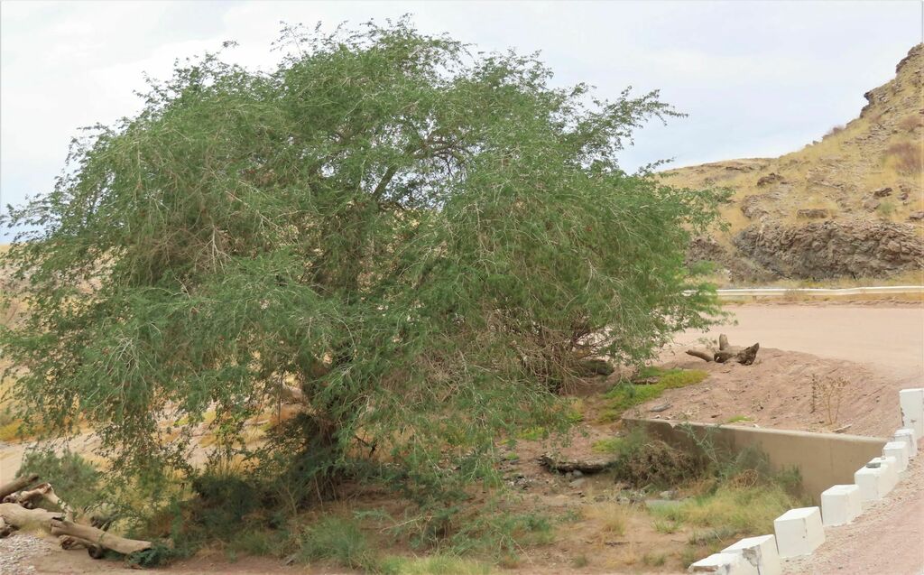 River thorn from Gaub River pass Khomas Region, Namibia on October 30 ...