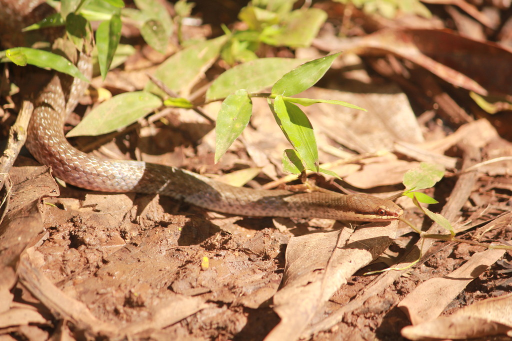 Mayotte Smooth Snake in March 2020 by Christophe Savon · iNaturalist