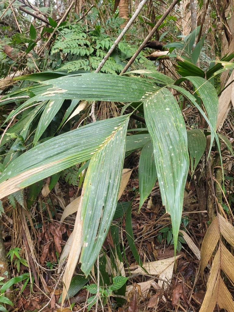 Geonoma pohliana in November 2022 by Gabriel Bonfa · iNaturalist