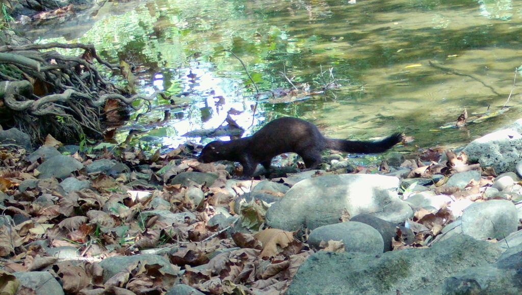 American Mink from Augusta County, VA, USA on September 21, 2022 at 01: ...