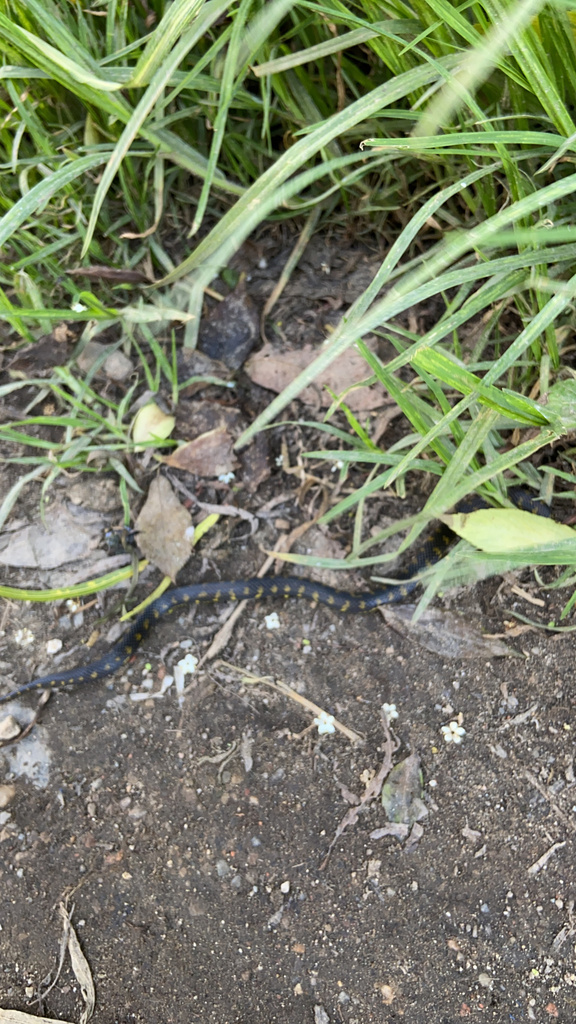 Thickhead Ground Snake from Vía a la Valvanera, Chía, Cundinamarca, CO ...