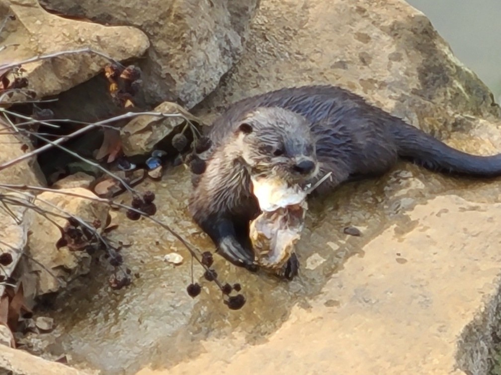 North American River Otter from Dodd Rd, Huntsville, AL, US on November ...