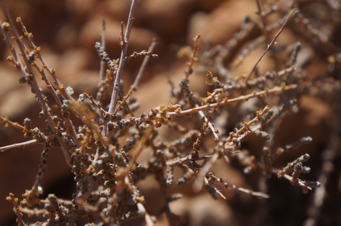 Caroxylon gemmascens subsp. gemmascens