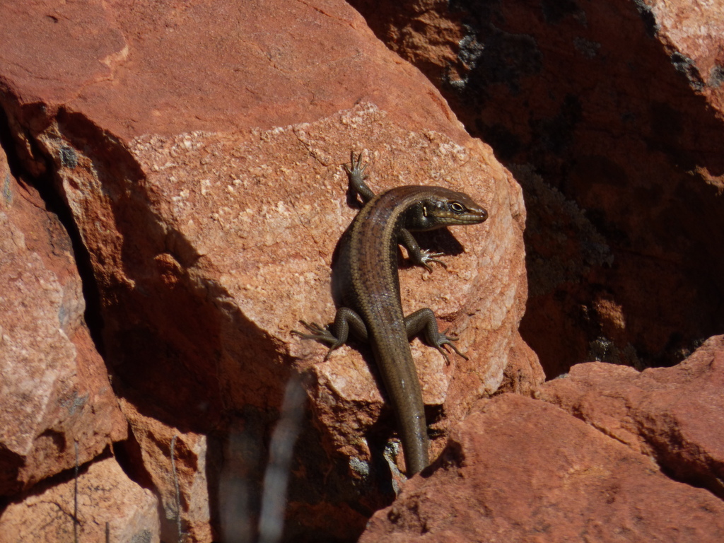 Flinder's Ranges Rock-skink from Gammon Ranges SA 5732, Australia on ...