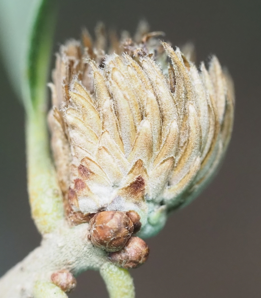 leafy oak gall wasp from Rosewood, Austin, TX 78702, USA on November 8 ...