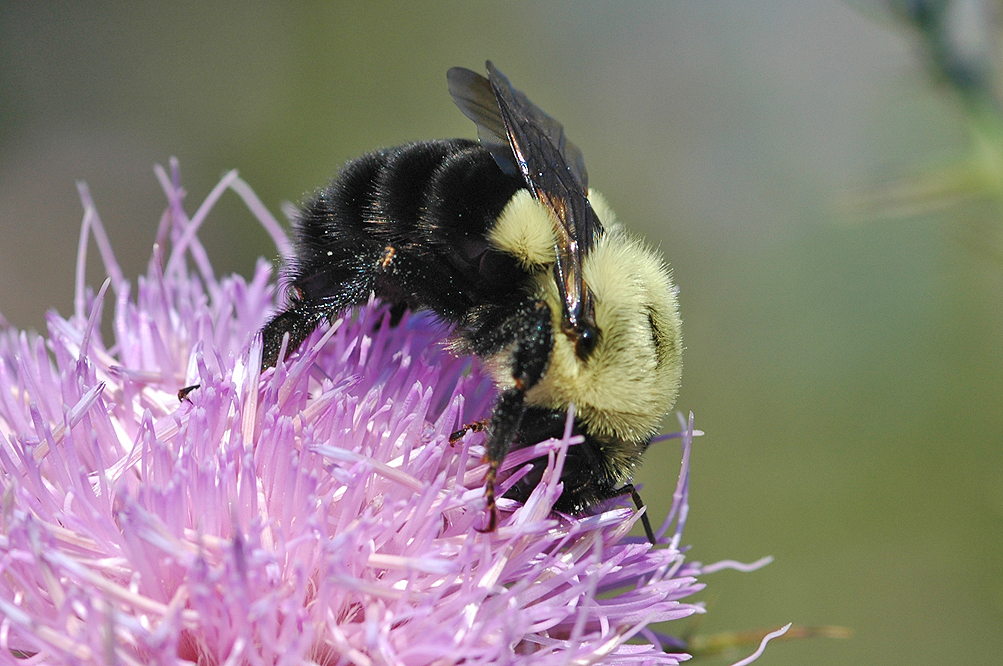 Common Eastern Bumble Bee from Granville, OH, USA on September 12, 2004 ...