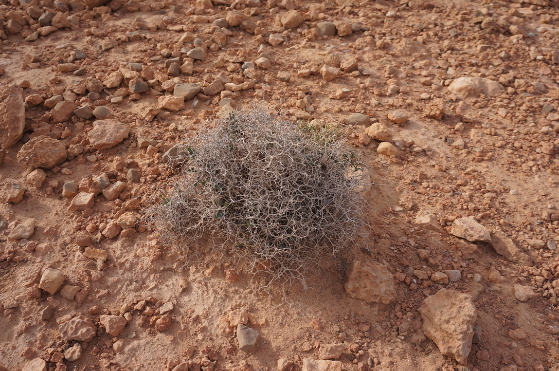 Launaea lanifera Pau