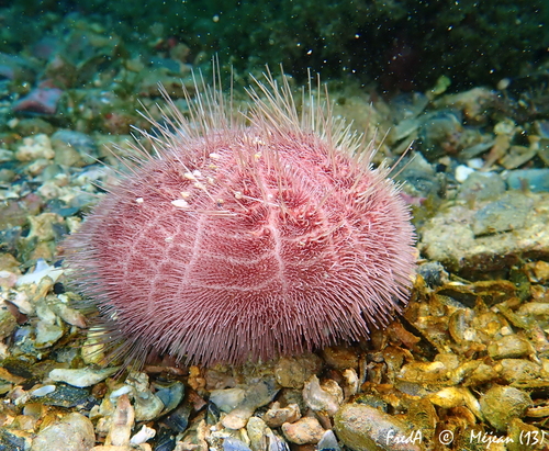Purple Heart Urchin (Spatangus purpureus) · iNaturalist