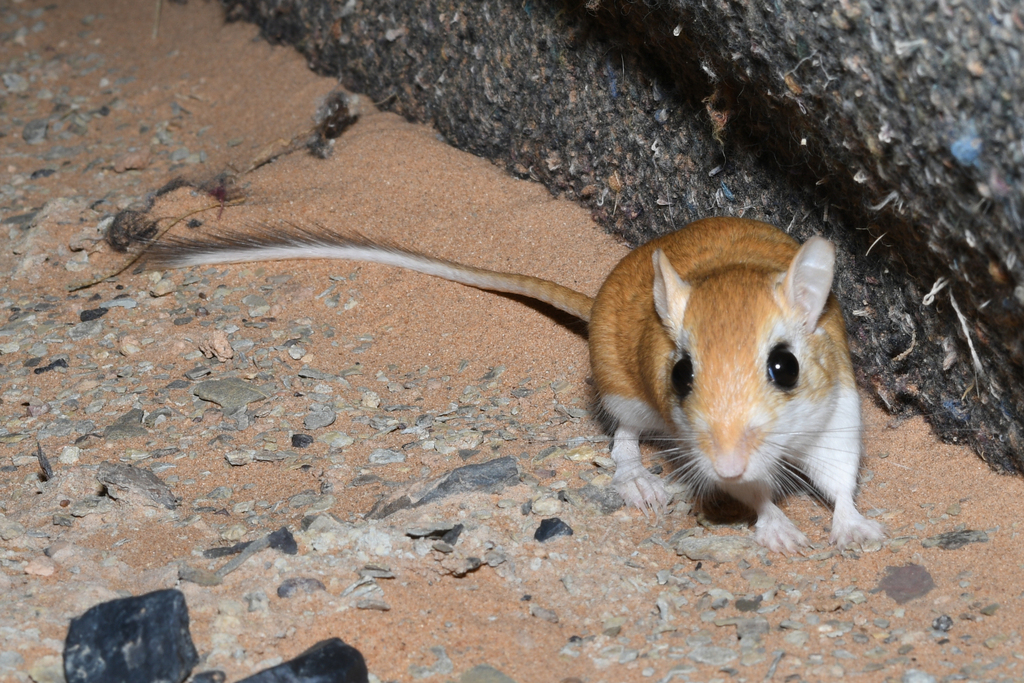 Lesser Egyptian Gerbil (Gerbillus gerbillus) - Know Your Mammals