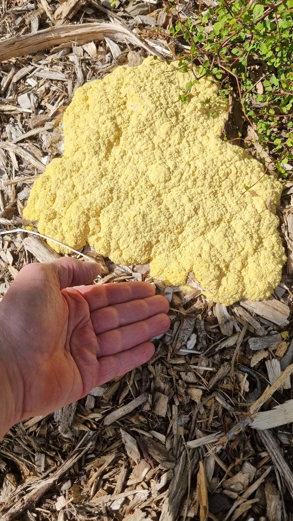Dog Vomit Slime Mold from Addington, Christchurch, New Zealand on ...